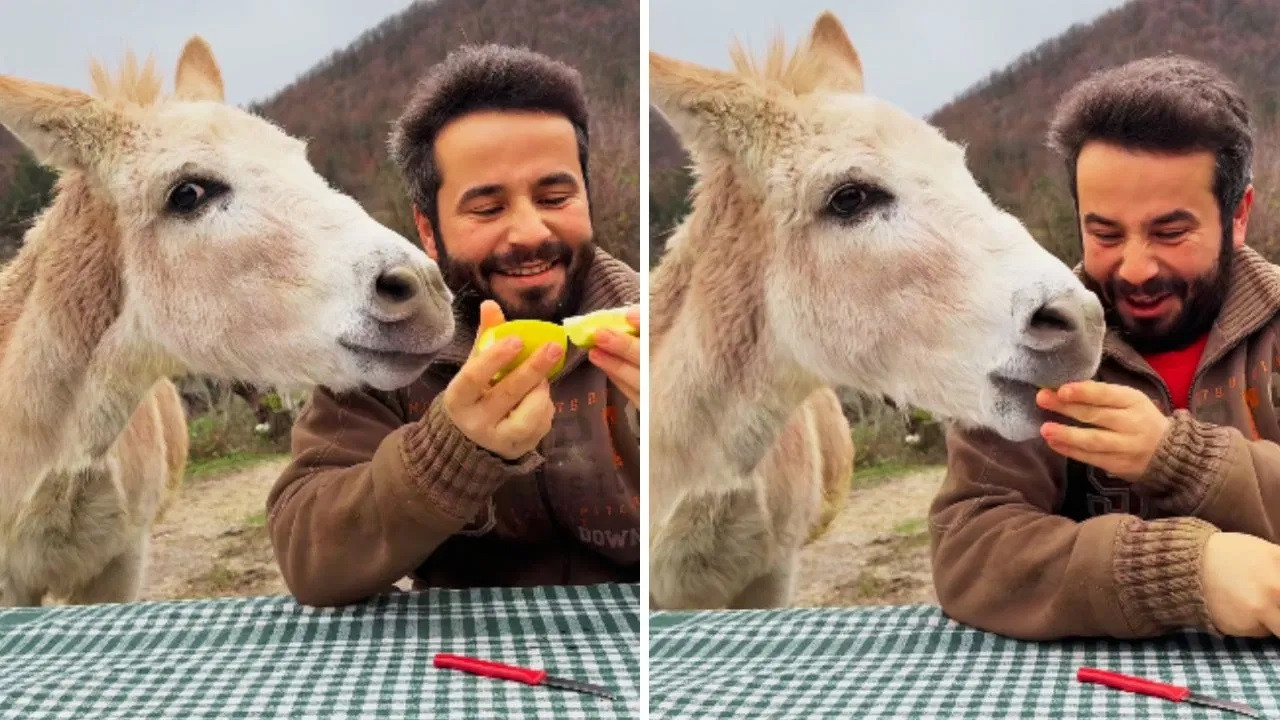 Donkeys hilarious lemon shock watch the reaction that had everyone laughing