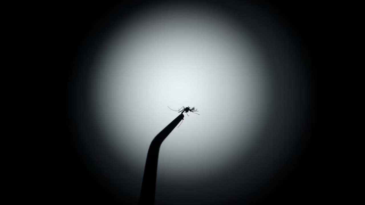 Worlds largest good mosquito factory opens in brazil to fight dengue